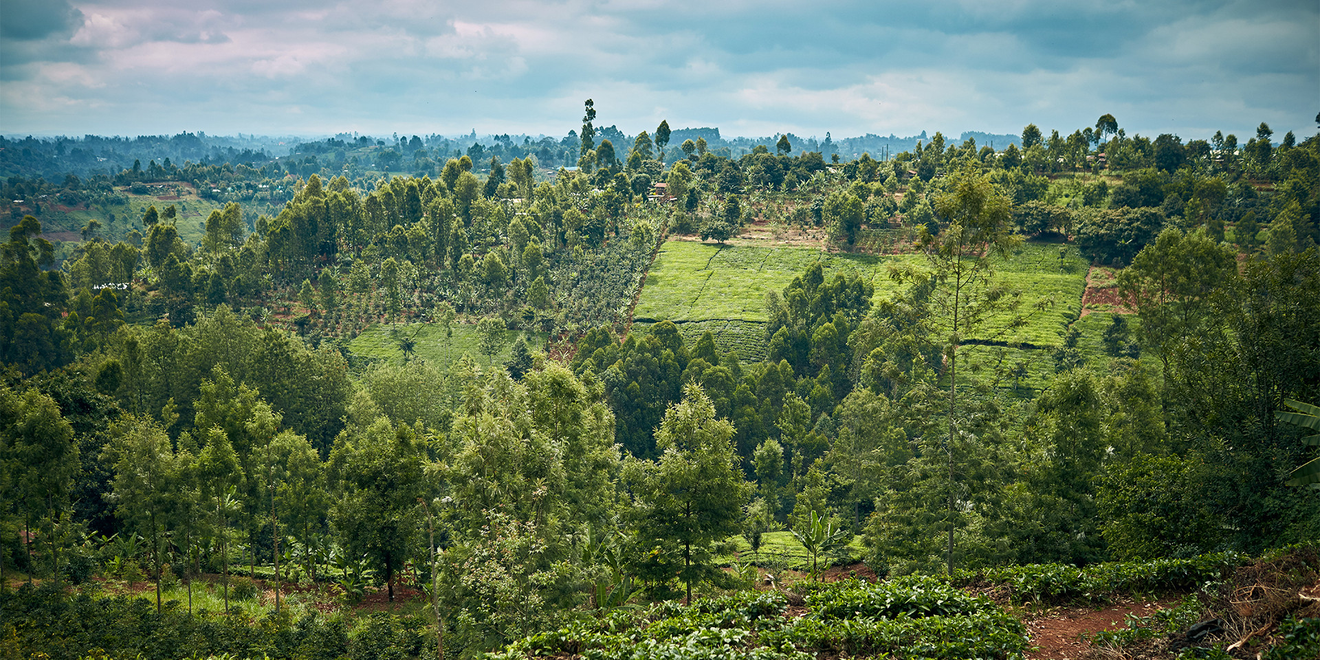 La Foresta Frareg | Frareg